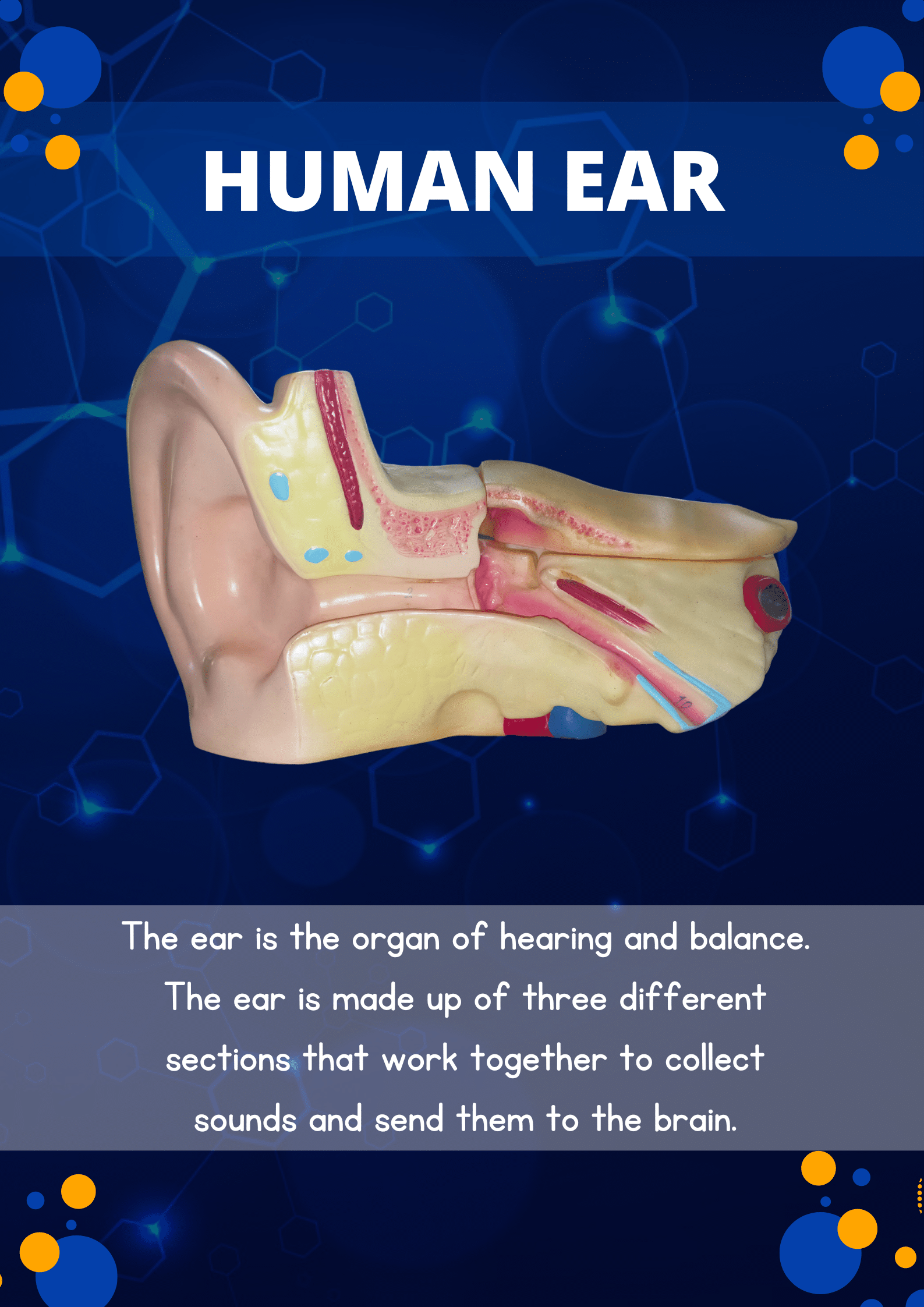 Absolute Hearing Care Centers | What is the Importance of Hearing Aids?